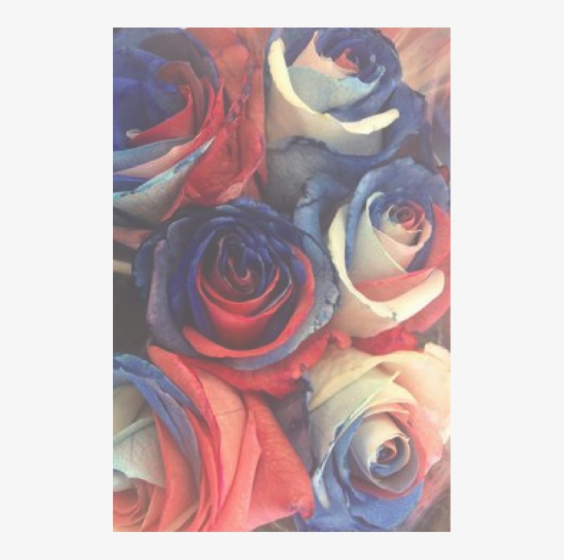 Download 에밀리 On Twitter - Red And Blue Roses | Transparent PNG Download ...