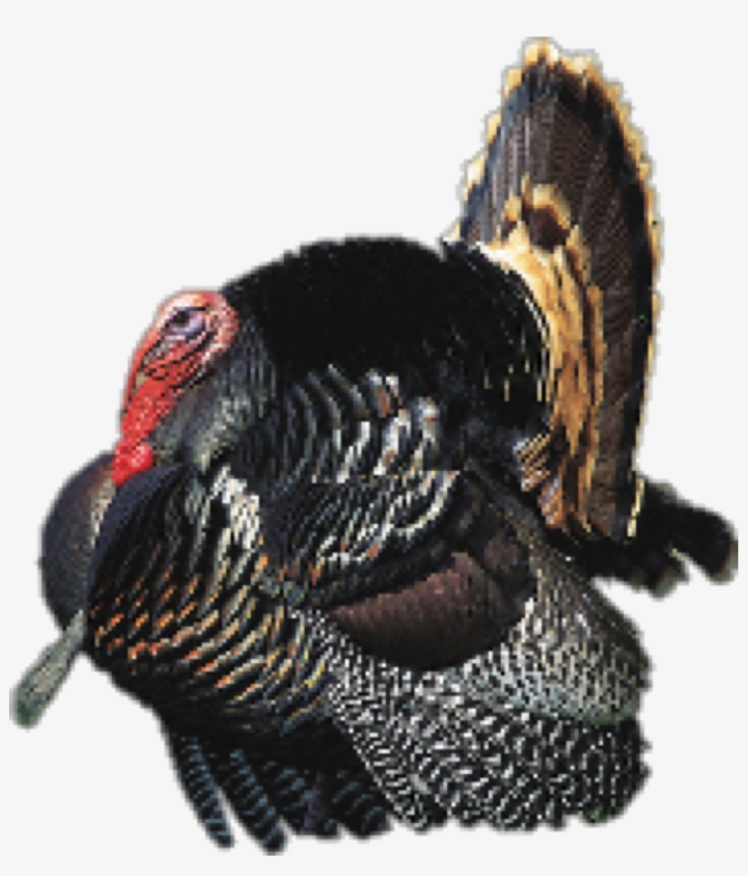 Cooked Turkey Png - Atari Bird Hunter 2003 PNG Image | Transparent PNG ...