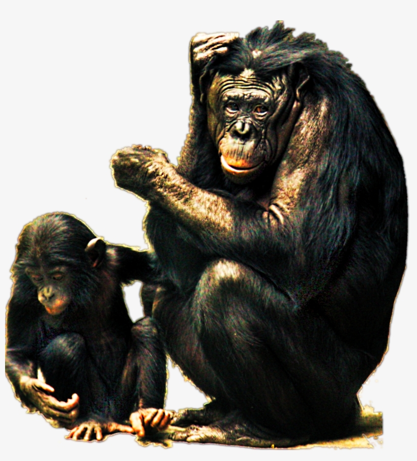 Bonobo2 - Bonobo PNG Image | Transparent PNG Free Download on SeekPNG