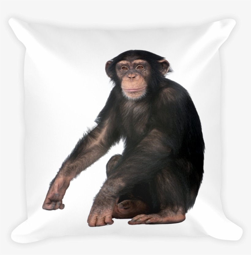Chimpanzee Print Square Pillow - Chimpanzee White Background PNG Image ...