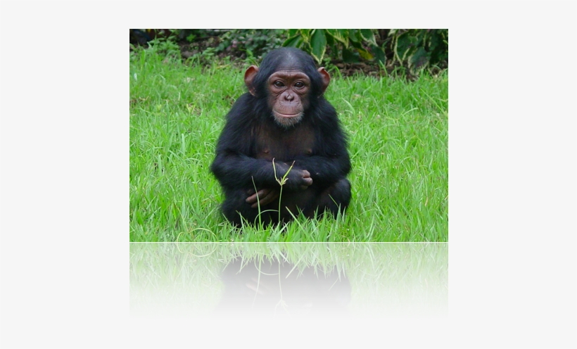 Ape Monkey PNG Image | Transparent PNG Free Download on SeekPNG
