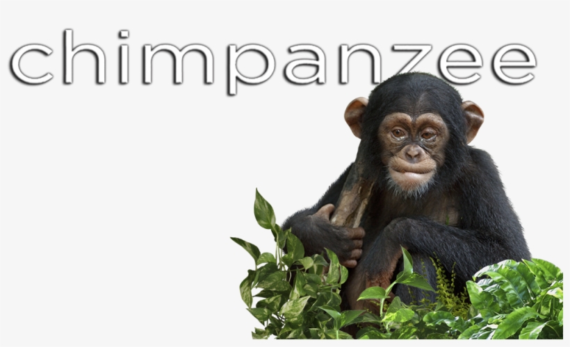 Chimpanzee PNG Image | Transparent PNG Free Download on SeekPNG