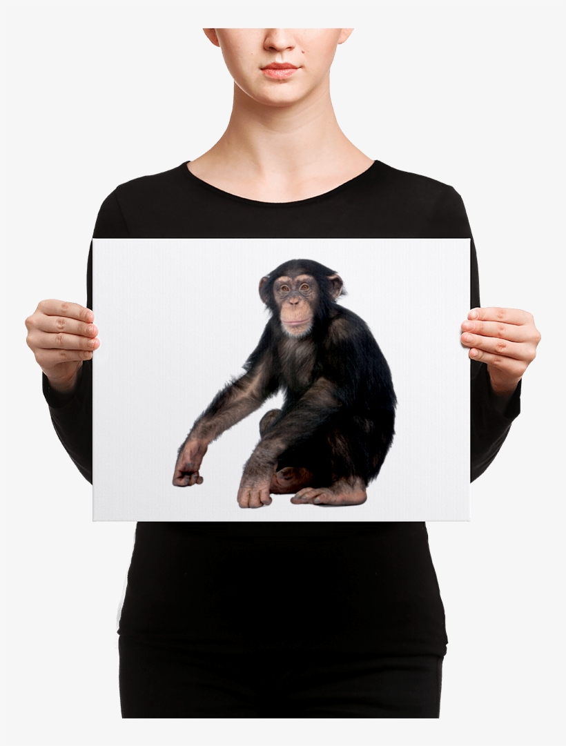 Chimpanzee Canvas - Black Mask Fawn French Bulldog Is Ready PNG Image ...