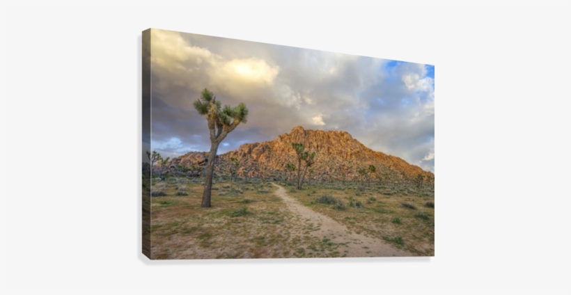 Joshua Tree Sunset Canvas Print - Painting PNG Image | Transparent PNG ...