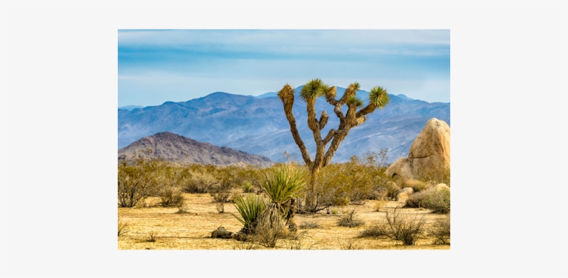 Download Usa, Joshua Tree National Park - Joshua Tree | Transparent PNG ...