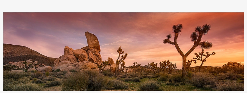 Joshua Tree Print - Sahara PNG Image | Transparent PNG Free Download on ...