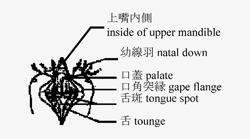 Bird 04 - Bird PNG Image | Transparent PNG Free Download on SeekPNG