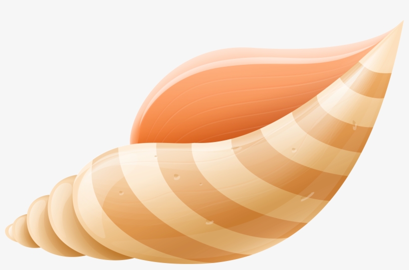 Sea Shell PNG Images | PNG Cliparts Free Download on SeekPNG