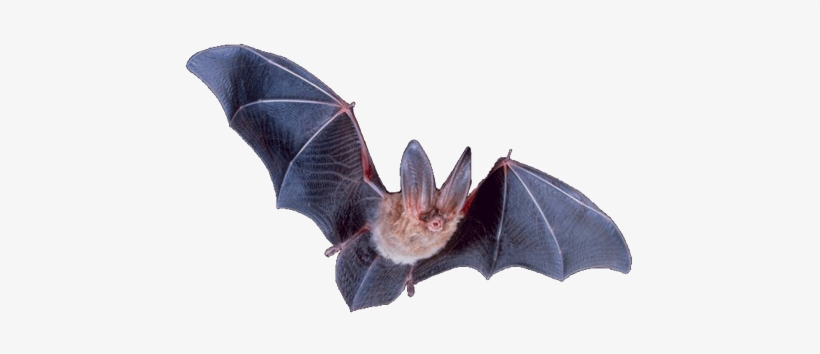 Download Bat Transparent Png Image - Bats By Sandra Markle ...