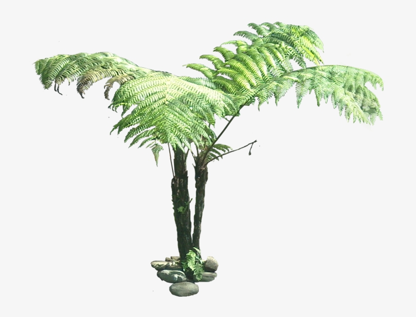 Transparent Fern Tree Clipart Library Download - Tree Fern Cut Out PNG ...