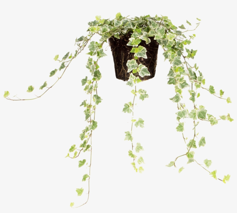 Hedera Helix White Wonder PNG Image | Transparent PNG Free Download on ...