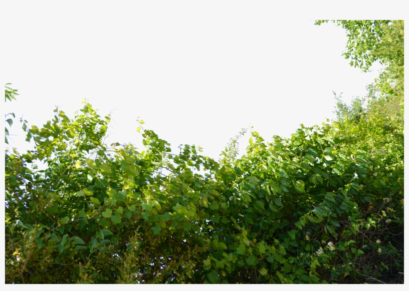 Tree Branch Deviantart Png PNG Image | Transparent PNG Free Download on ...