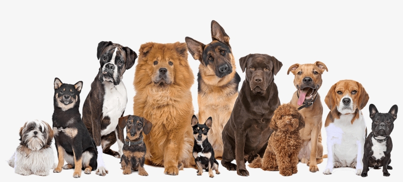 Dog Owners - Dog Family PNG Image | Transparent PNG Free Download on ...