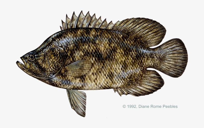 Lobotidae Family - Triple Tail Fish Gulf Of Mexico PNG Image ...