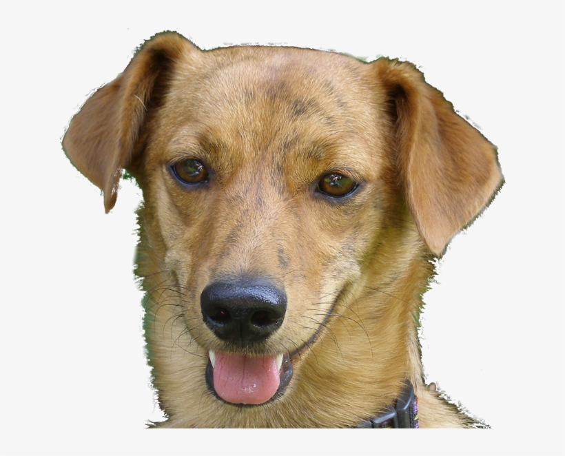 Abby Transparent Big - Always Home Pet Services PNG Image | Transparent ...