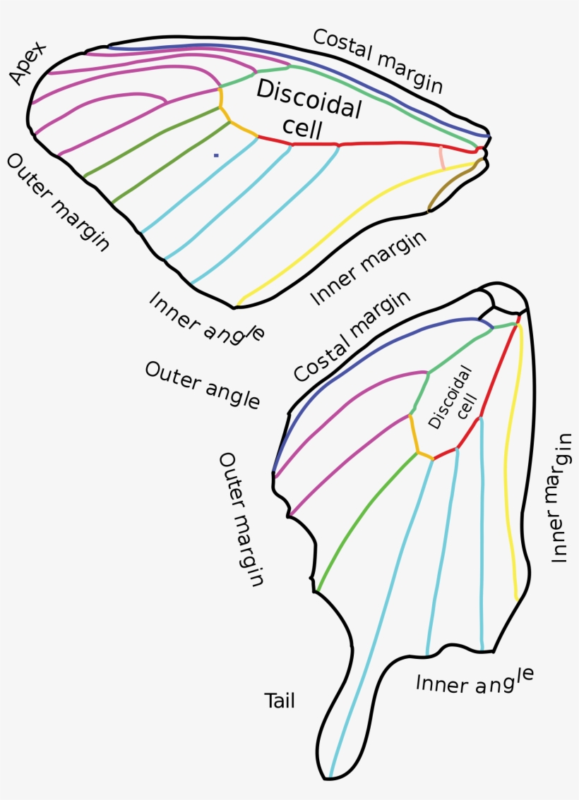 Open - Skeleton Butterfly Wing Anatomy PNG Image | Transparent PNG Free ...