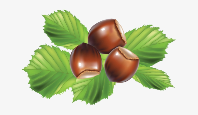 Hazelnut Transparent Png Clip Art Image - Hazelnut Clipart PNG Image ...