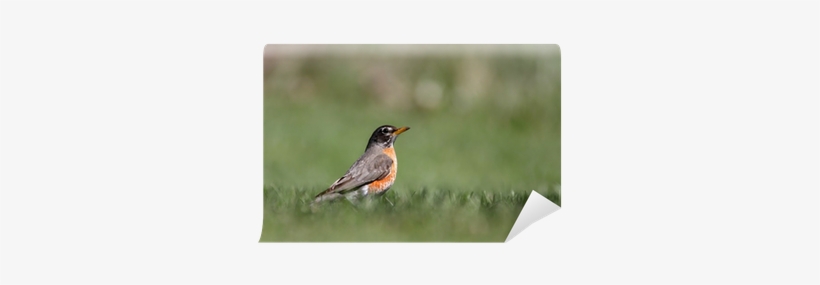Close Up Shot Of Beautiful Robin Bird Wall Mural • - Photograph PNG ...