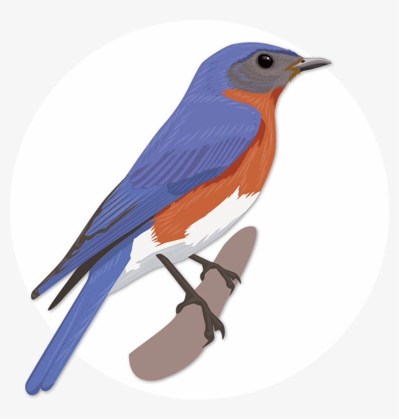 Eastern Bluebird PNG Image | Transparent PNG Free Download on SeekPNG