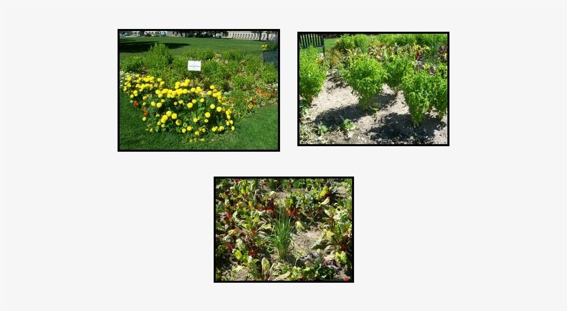 Picture - Winter Aconite PNG Image | Transparent PNG Free Download on ...