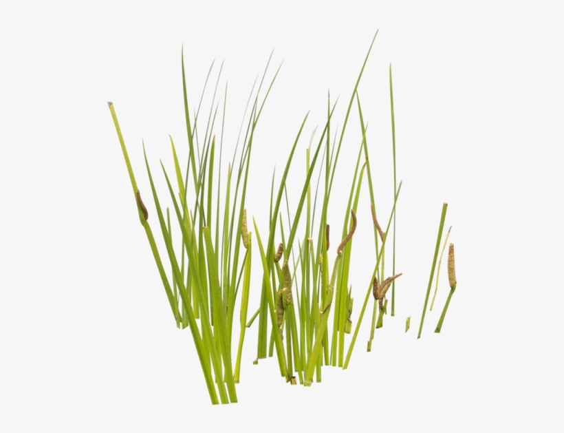 Cattails Png For Kids - Cattail Plant Png PNG Image | Transparent PNG ...