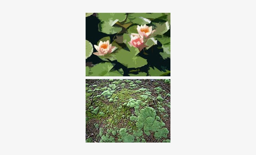 Description Backgrounds 1423859969 Plants Intro - Plants PNG Image ...