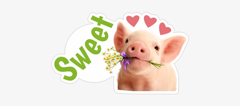 Download Sweet Pig Suidae - Pig | Transparent PNG Download | SeekPNG