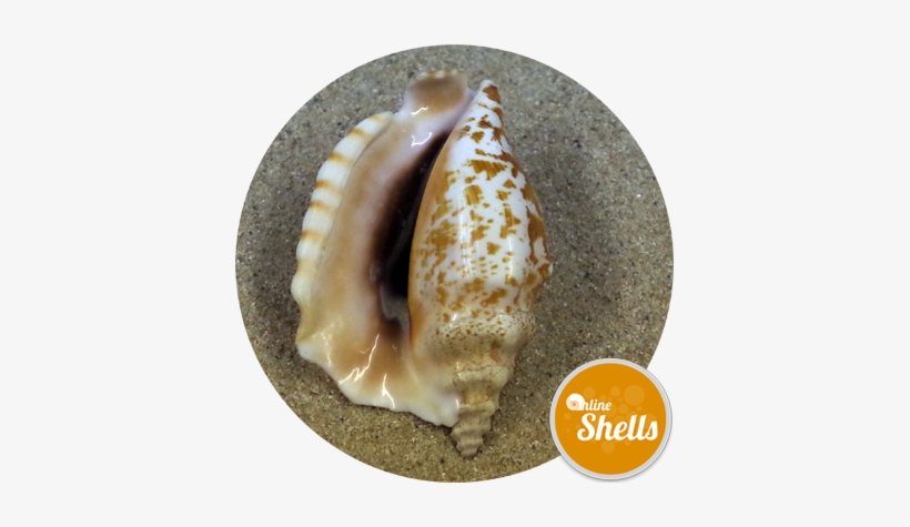 Conch Fan - Conch PNG Image | Transparent PNG Free Download on SeekPNG