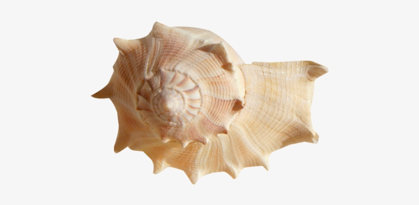 Download Conch - Transparent Background Transparent Seashell ...