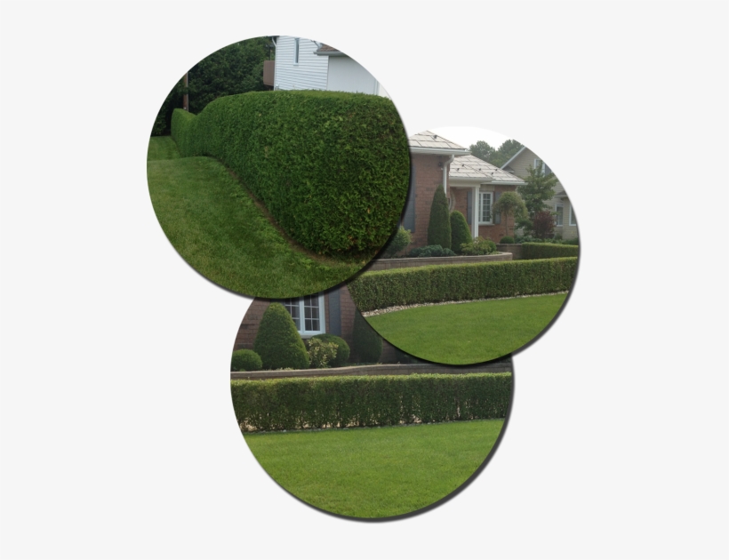Hedge PNG Image | Transparent PNG Free Download on SeekPNG