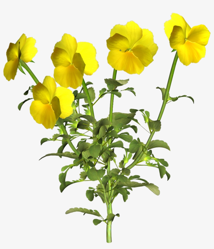 Pansy PNG Image | Transparent PNG Free Download on SeekPNG