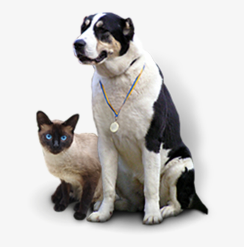 Cat Png Small PNG Image | Transparent PNG Free Download on SeekPNG