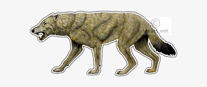 Download Dire Wolf Decal - Dire Wolf Transparent | Transparent PNG ...