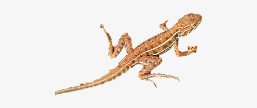 Download Lizard Png Transparent Images Transparent - Home Lizard Png ...