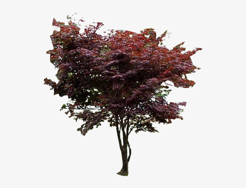 Photo Red Japanese Maple1 - Smith Wholesale Japanese Red Maples Tree ...