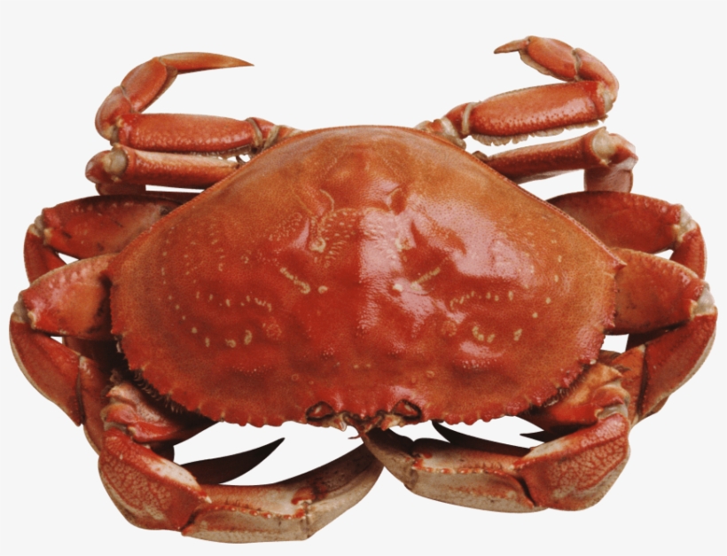 Red Crab Png PNG Image | Transparent PNG Free Download on SeekPNG