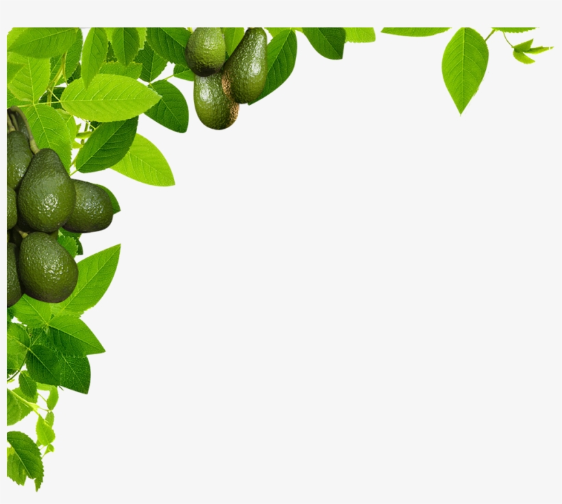 Download Avocado Tree Png - Transparent Leaves | Transparent PNG ...