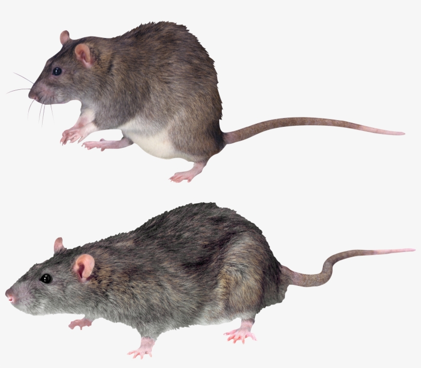 Mouse With No Background PNG Image | Transparent PNG Free Download on ...