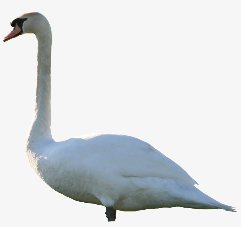 Swan PNG Images | PNG Cliparts Free Download on SeekPNG