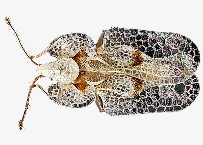 Lace Bugs PNG Image | Transparent PNG Free Download on SeekPNG