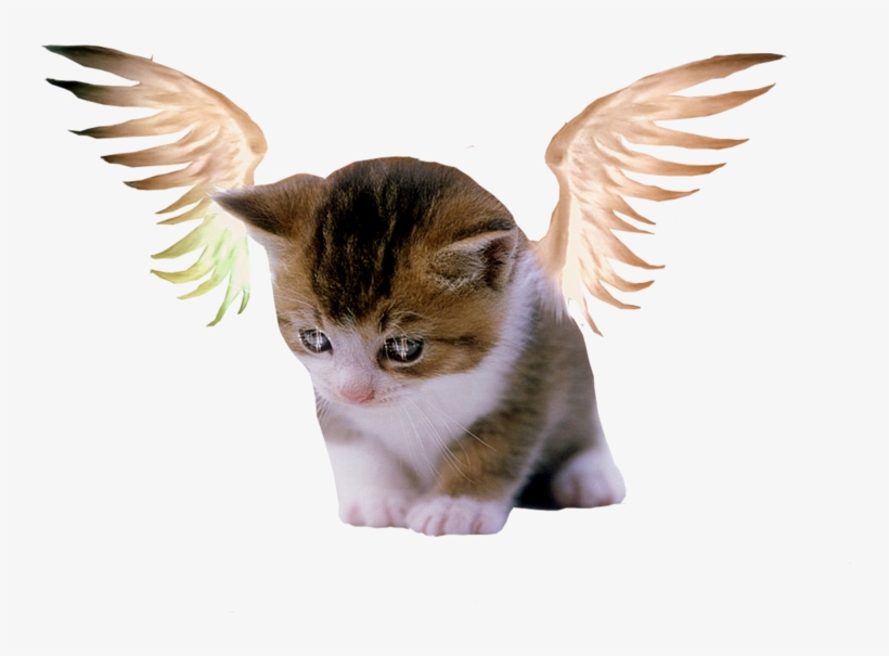 Angel Kitten - Cute Cat PNG Image | Transparent PNG Free Download on ...