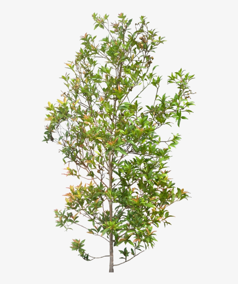 17 Photoshop Transparent Ornamental Shrubs Images - Red Alder Tree ...