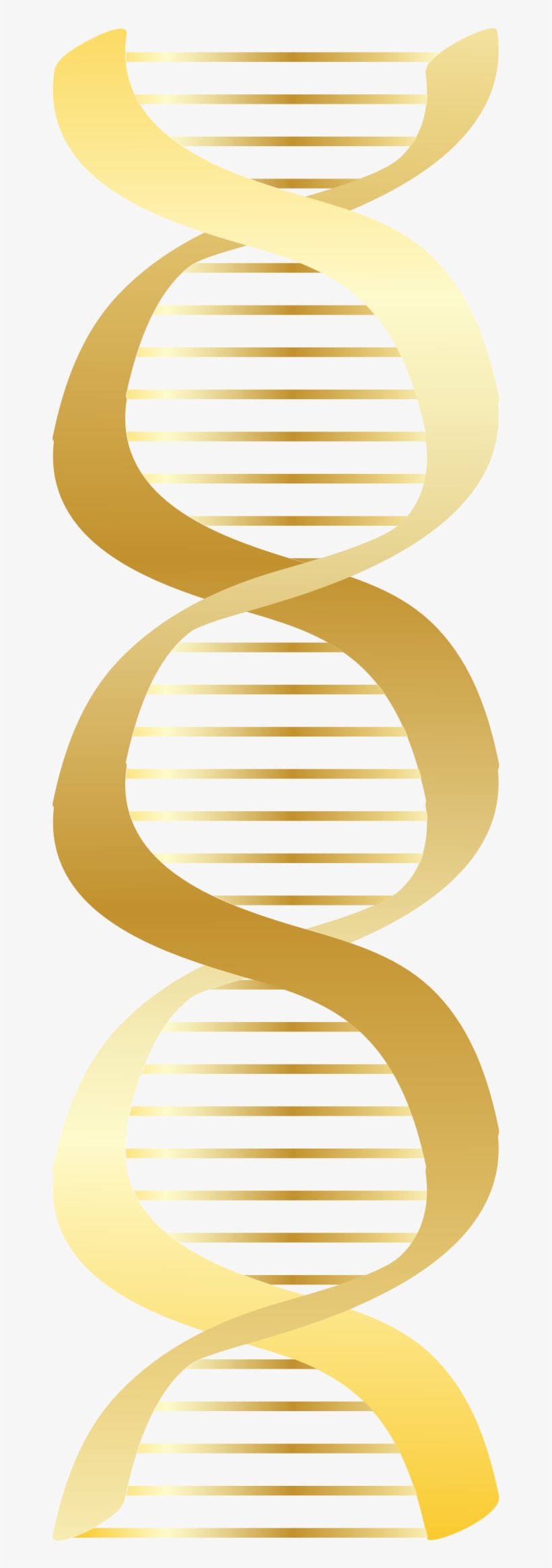 Download Dna Clip Art - Dna | Transparent PNG Download | SeekPNG