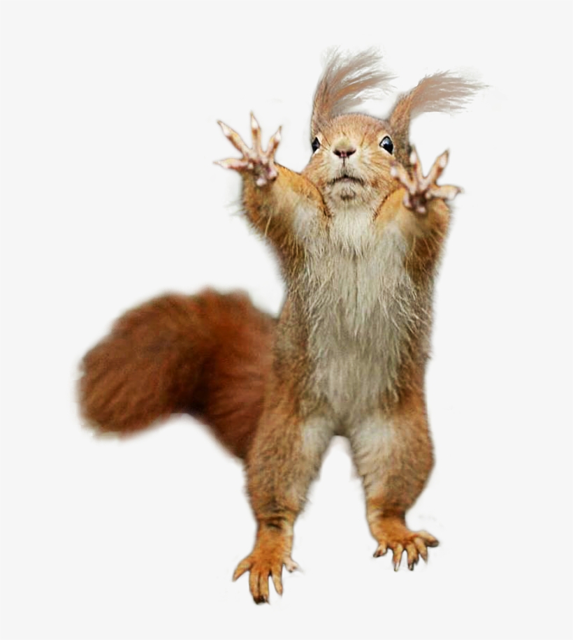 Download Cutout - Chipmunk | Transparent PNG Download | SeekPNG