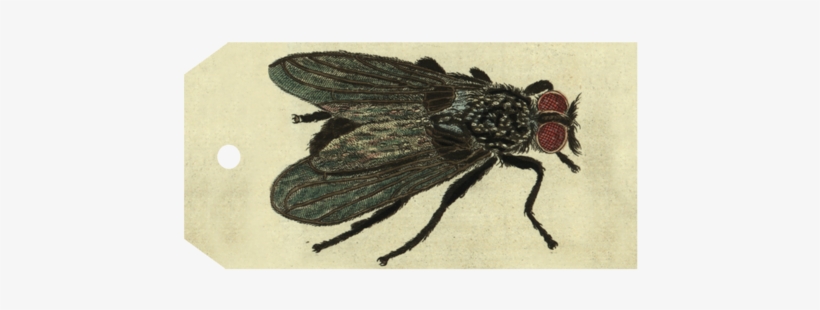 Fly - House Fly PNG Image | Transparent PNG Free Download on SeekPNG