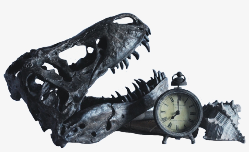 T-rex Fossil Skull - Dinosaur PNG Image | Transparent PNG Free Download ...