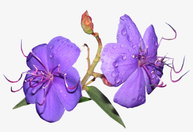 Flower, Purple, Rain Drops, Shrub, Garden - Love PNG Image ...