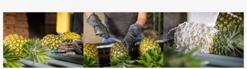 The Pineapples Are Then Submitted To A Process Of Preparation ...