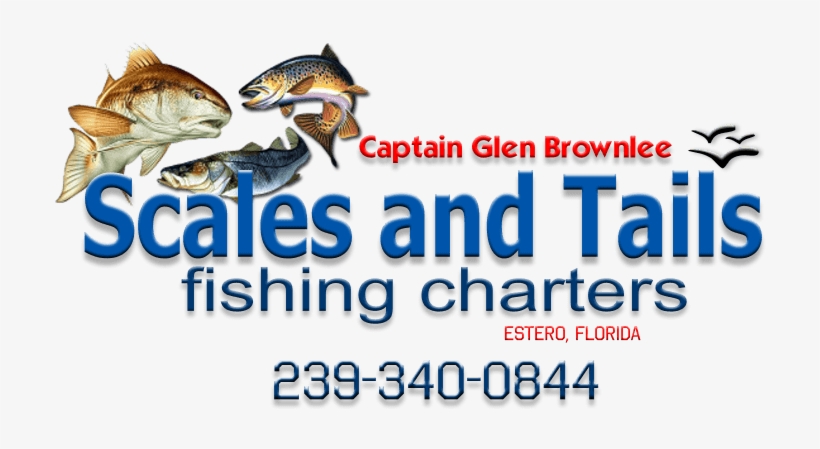 Scales And Tails Fishing Charters - Calcutta Redfish Decal, 4-inch By 5 ...