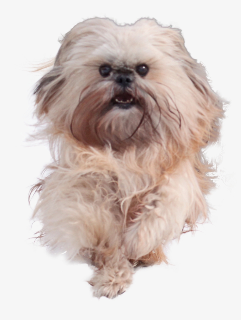 Chien PNG Image | Transparent PNG Free Download on SeekPNG